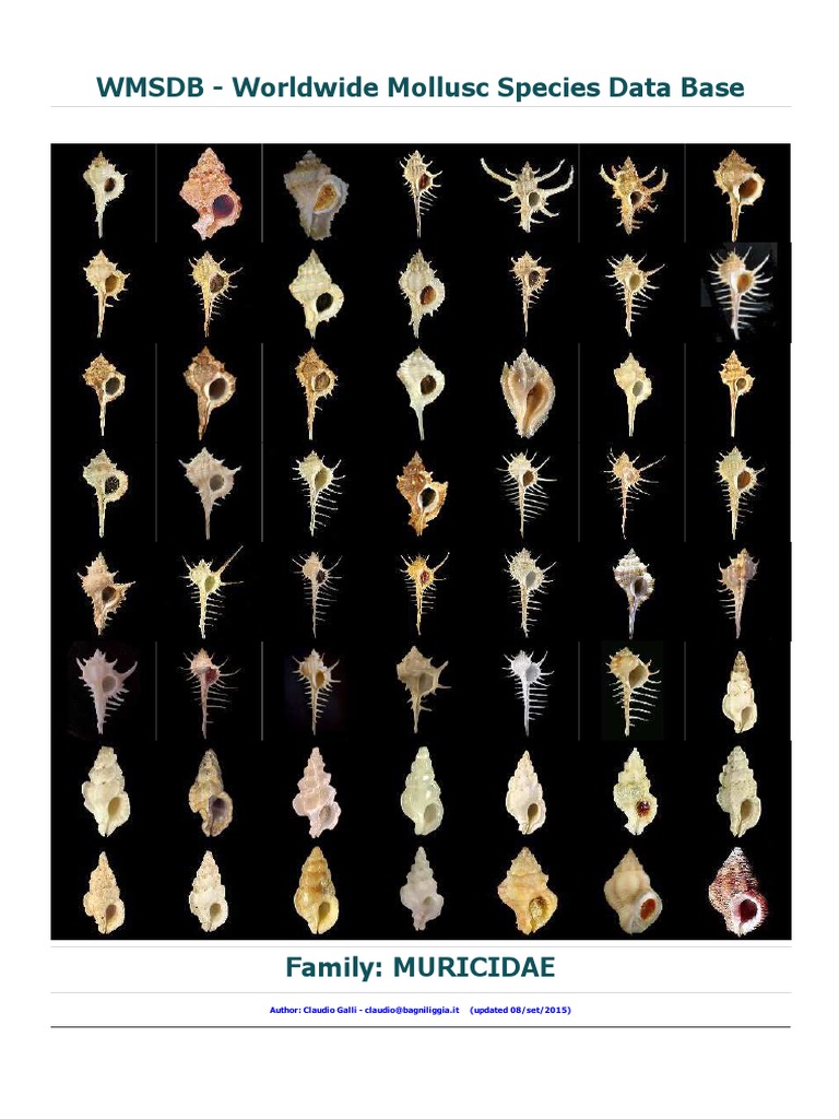 MURICIDAE | PDF