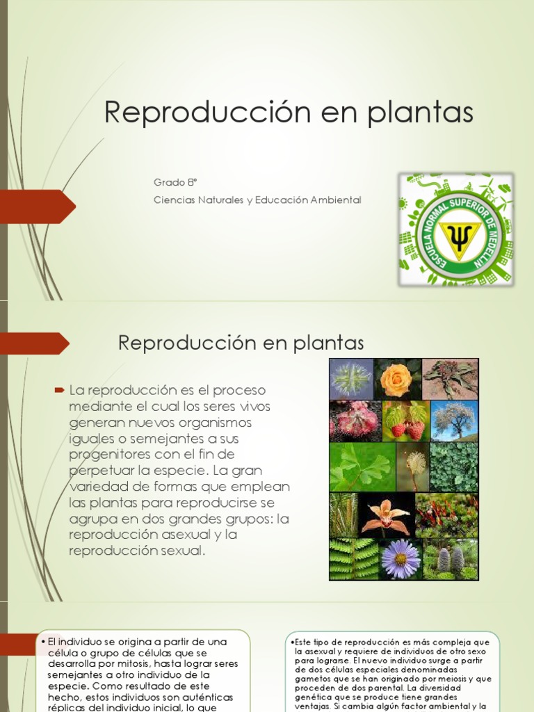 Reproducción de Plantas: Guía 8º Grado | PDF | Reproducción sexual ...