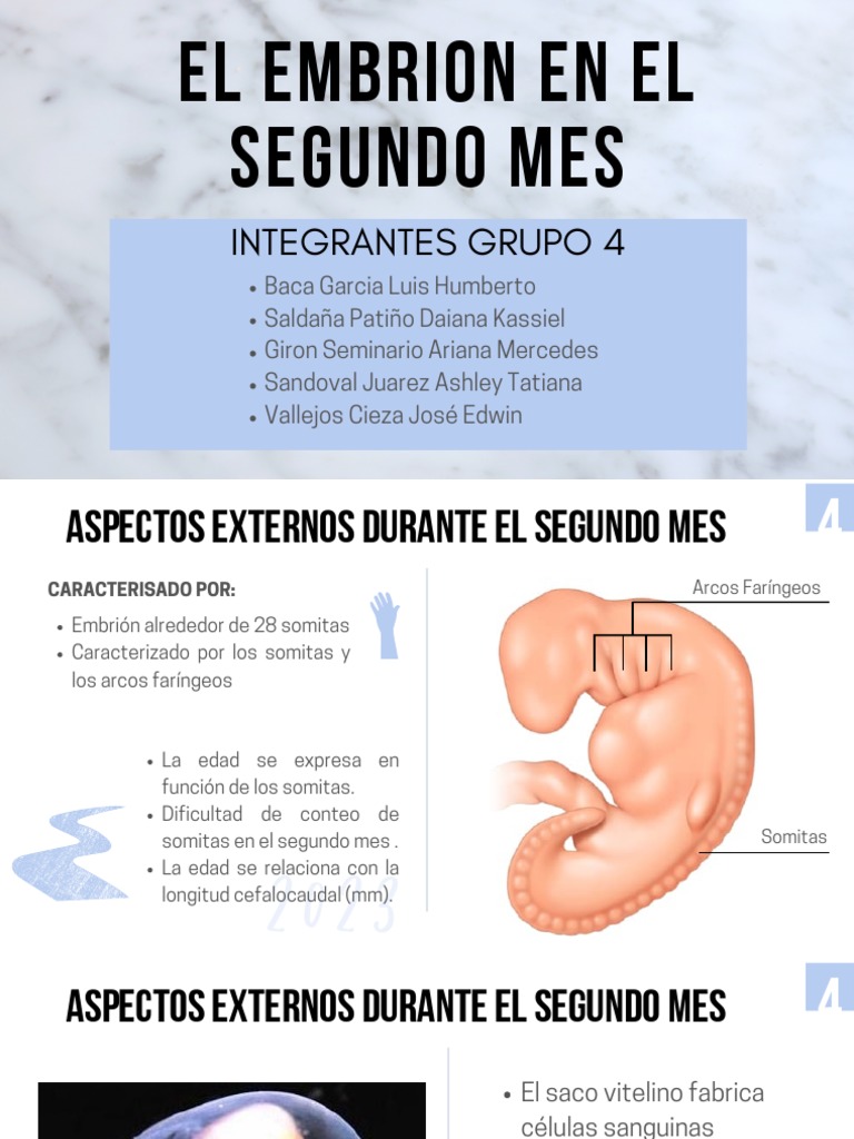 El Embrion en El Segundo Mes | PDF | Corazón | Embrión