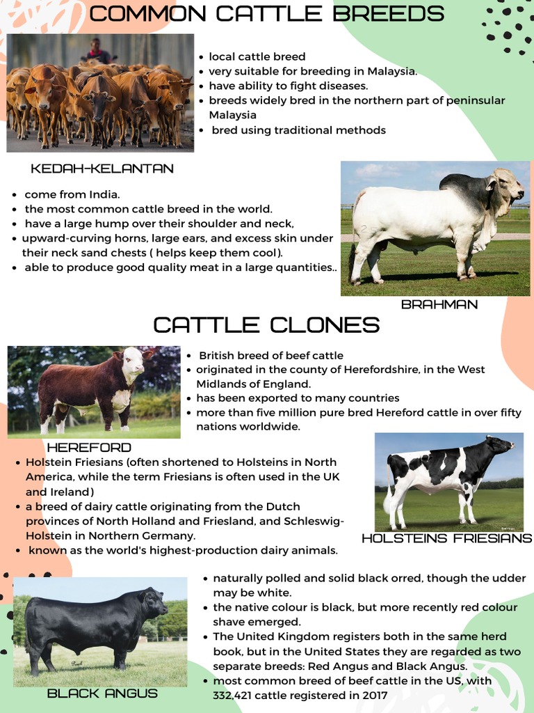 COMMON CATTLE BREEDS | PDF