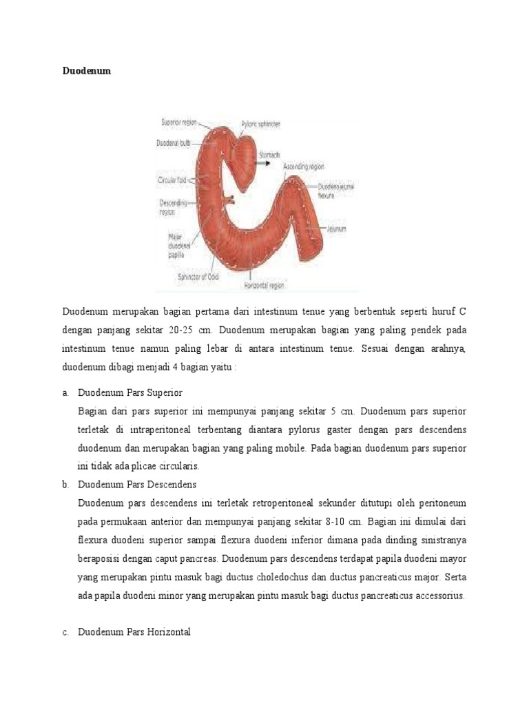 Struktur dan Fungsi Duodenum | PDF