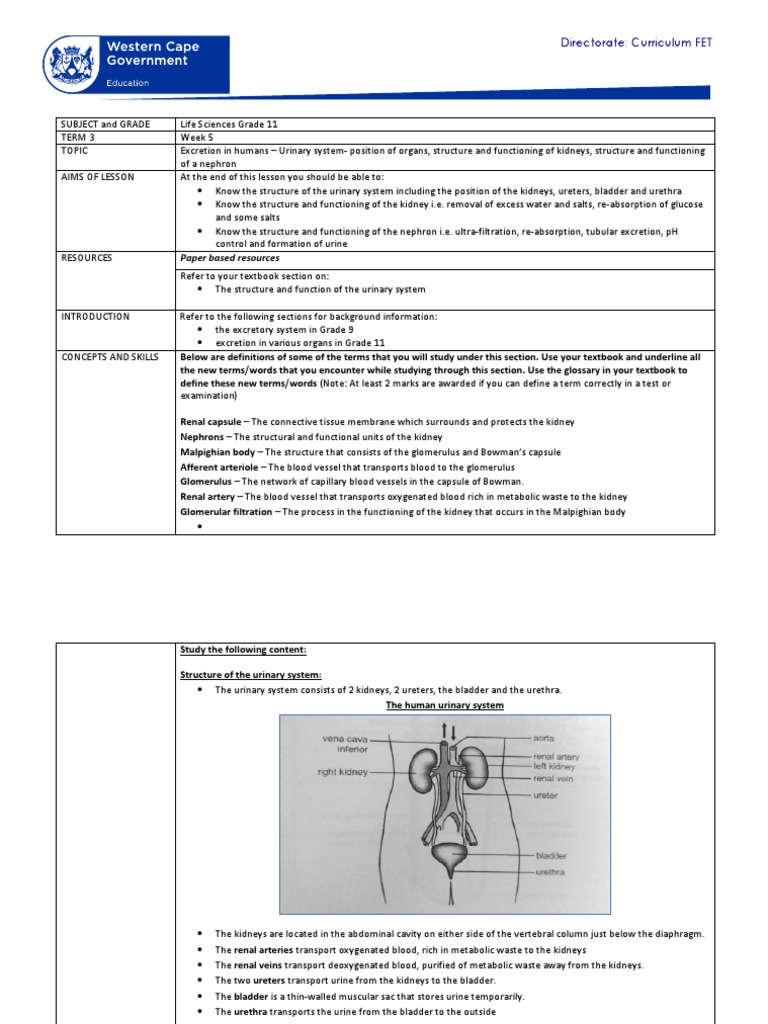 Excretion in Humans: Grade 11 Notes | PDF | Kidney | Organ (Anatomy)