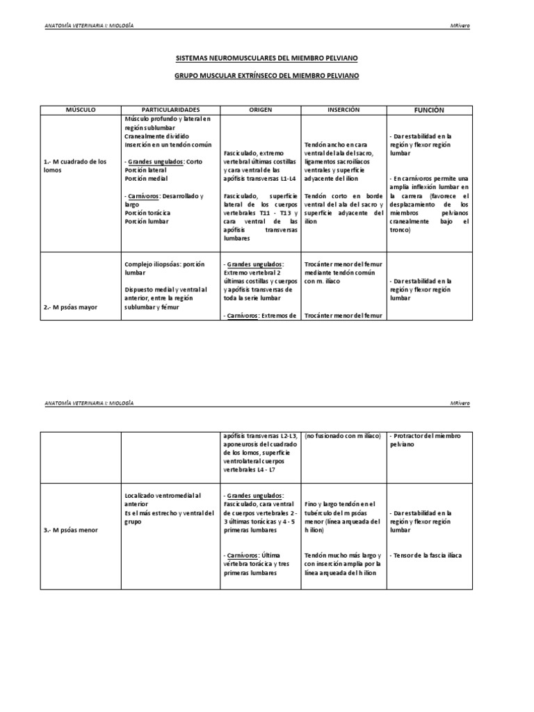 1 SNM Miembro Pelviano 2019 2020 | PDF | Pelvis | Anatomía del miembro inferior