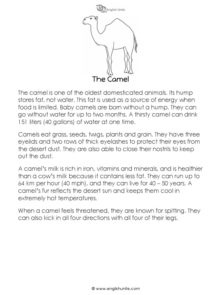 Reading Camel | PDF | Camel | Milk