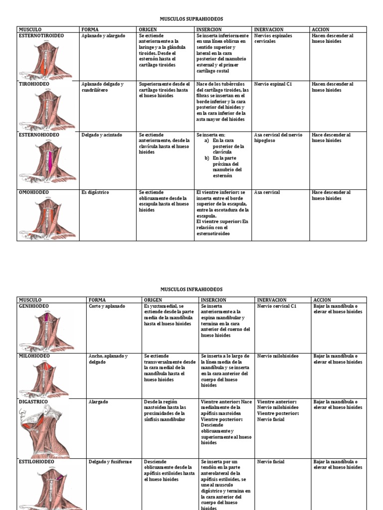 Inervación de músculos hioideos | PDF | Sistema esquelético | Anatomía ...