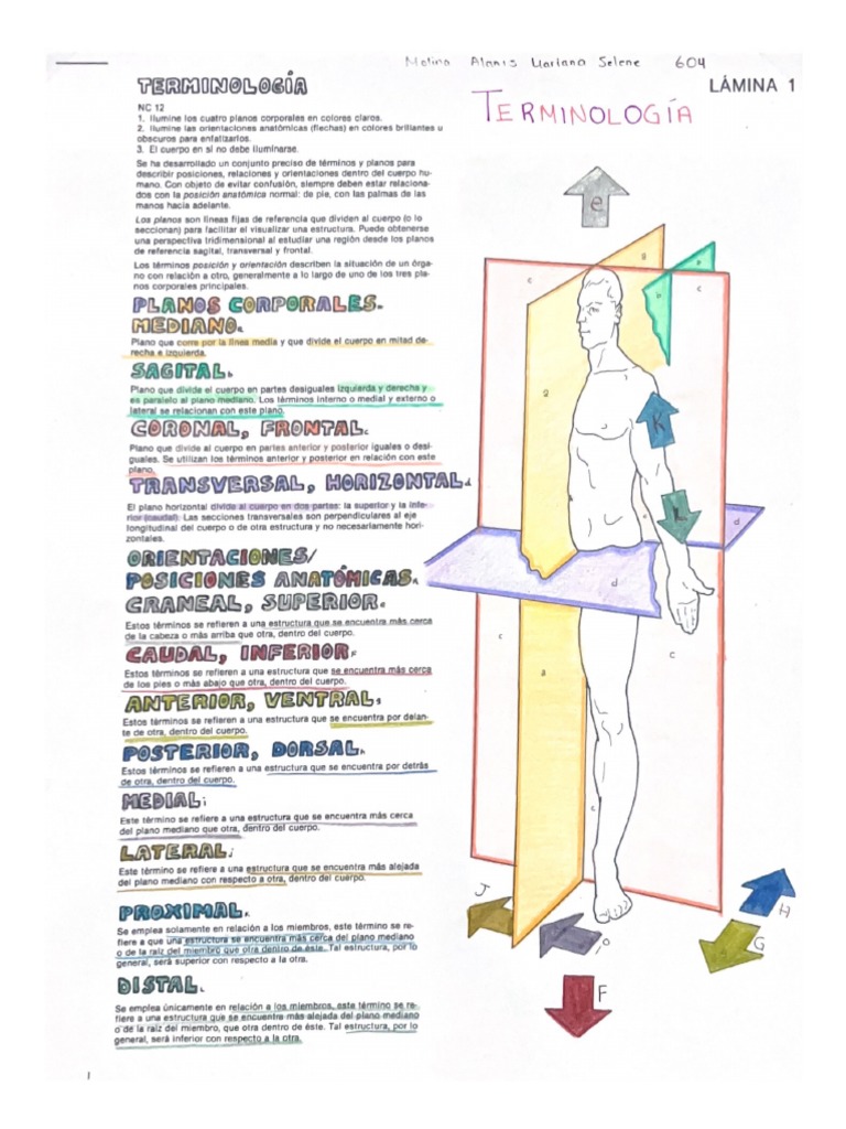 Planos Corporales en Colores | PDF