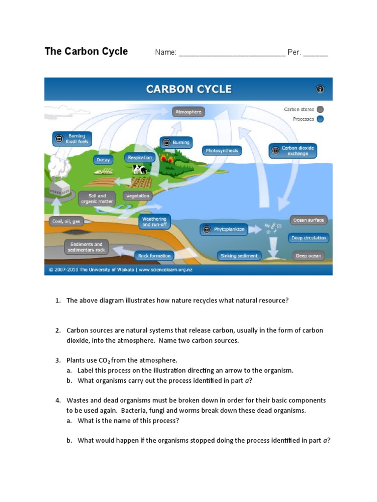 3 The Carbon Cycle Worksheet | PDF
