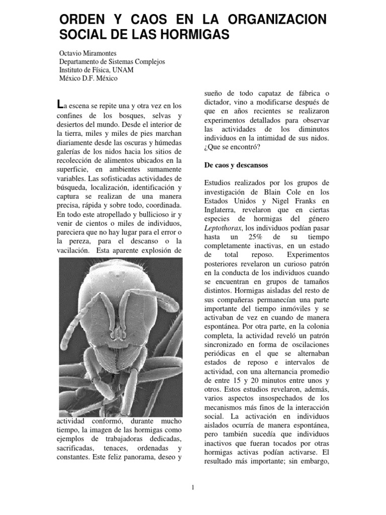 Dinámica social en hormigas Leptothorax | PDF