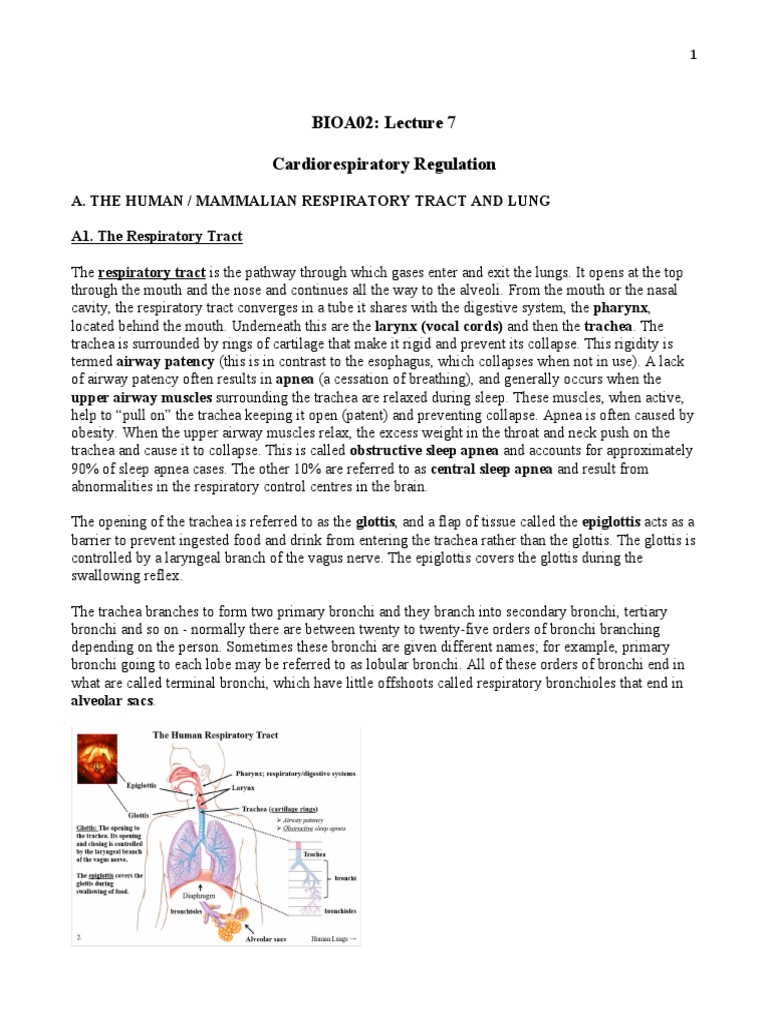 Lecture 7 Notes 2023 CardioResp Regulation V2 - 2060868718 | PDF ... Lecture 7 Notes 2023 CardioResp Regulation V2 - 2060868718 | PDF ...