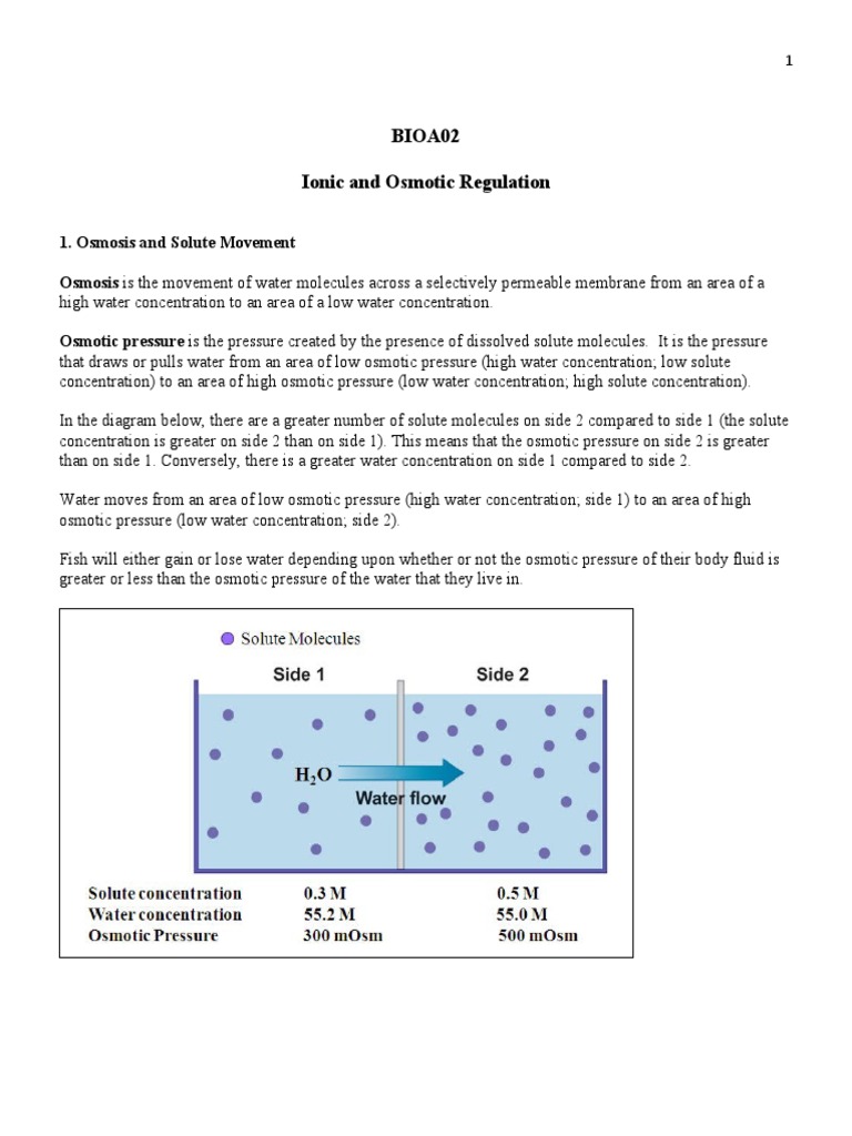 Lecture 10 Notes 2023 Osmoregulation - 1968568183 | PDF | Osmosis ...