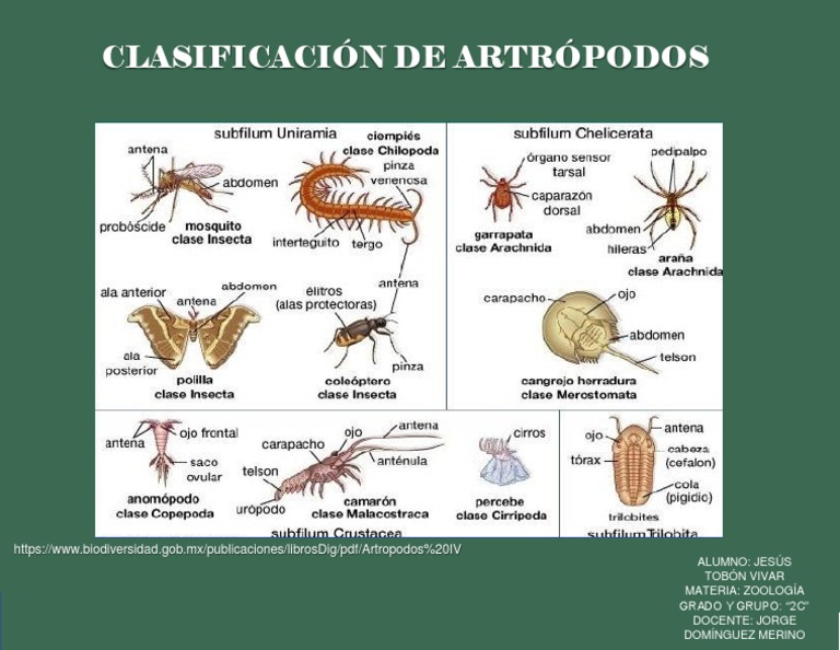 Artropodos Infografia | PDF