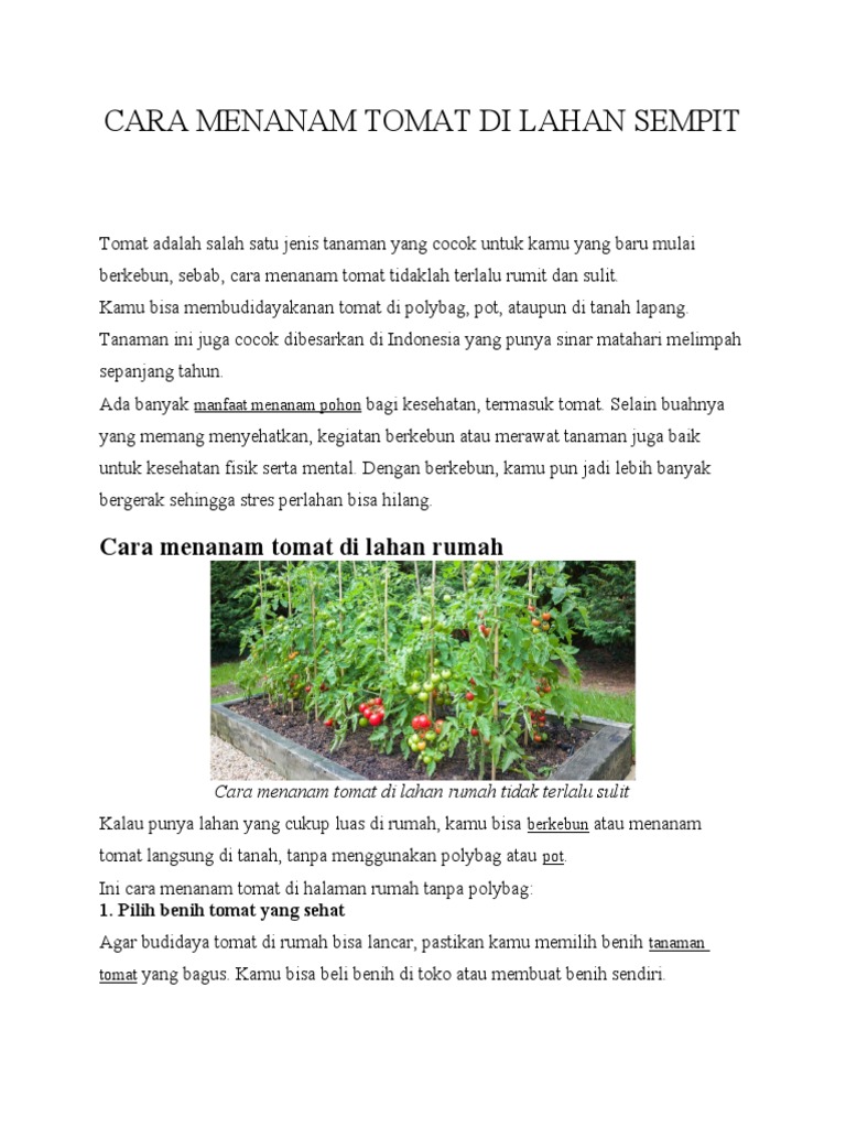 Cara Menanam Tomat Di Lahan Sempit | PDF