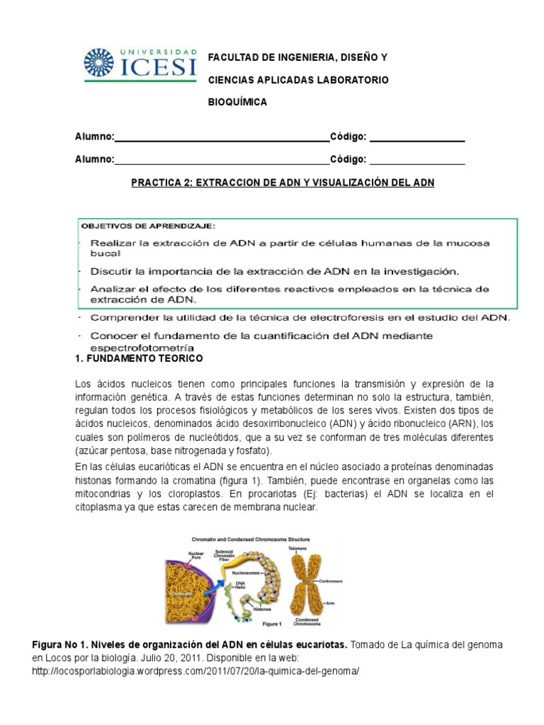 P2 - Extracción de ADN | PDF