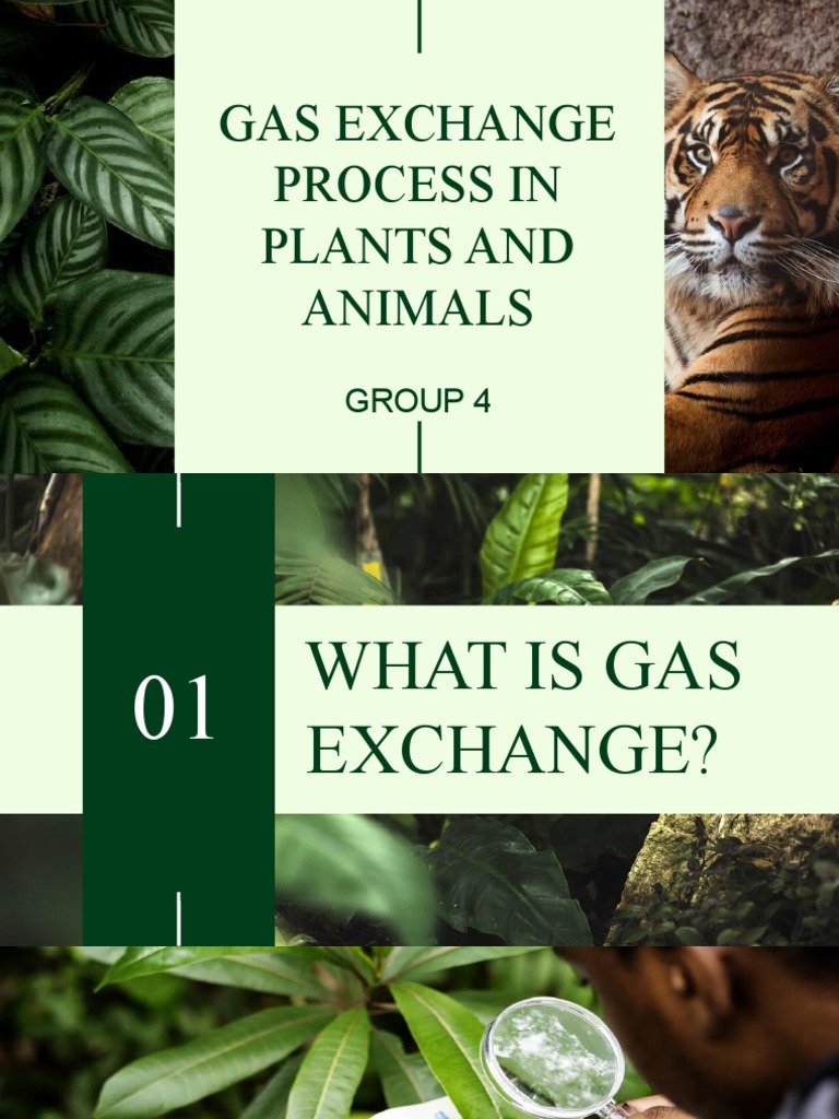 Gas Exchange in Plants and Animals | PDF | Gill | Respiratory System