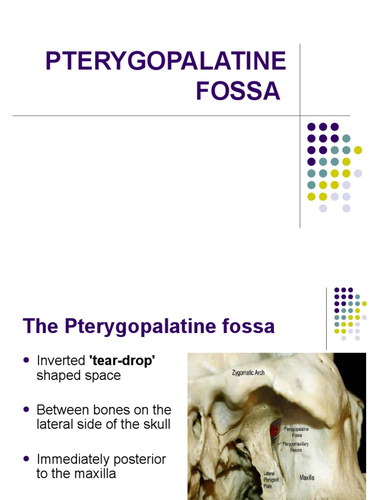 Pterygopalatine Fossa 3 | PDF