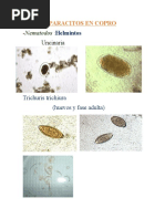 Atlas de Parasitologia | PDF