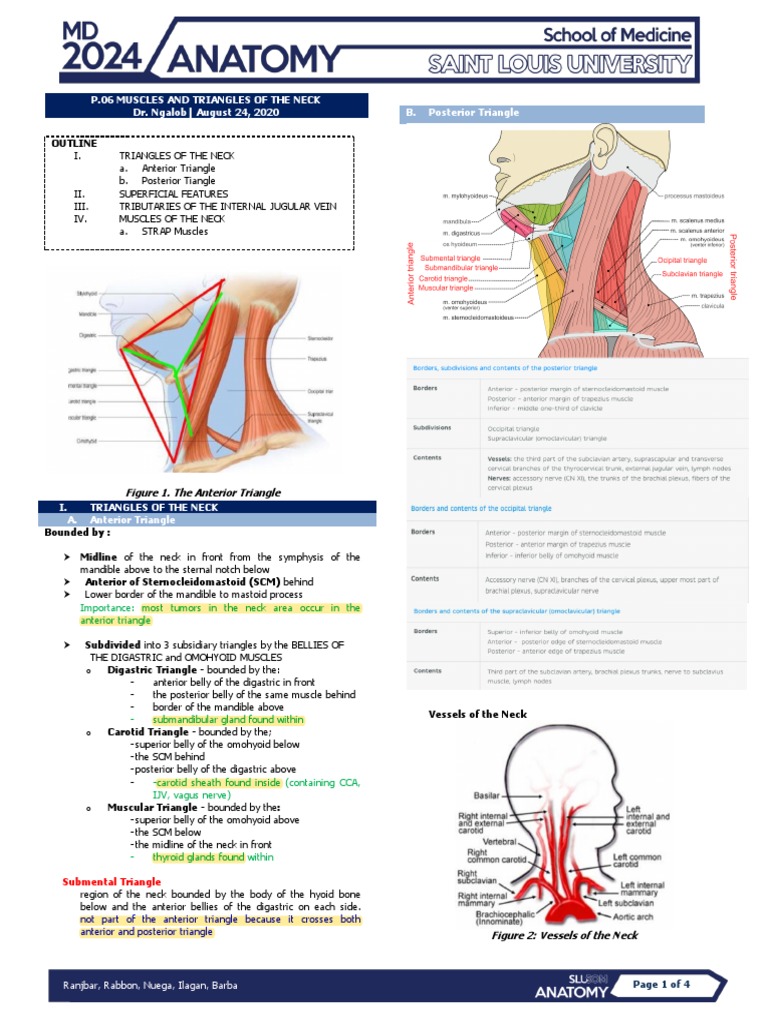 (ANAT) P.06 Muscles and Triangles of The Neck | PDF