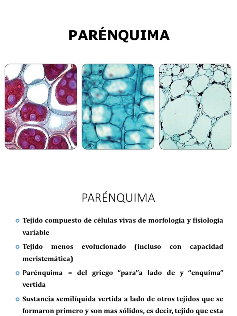 3.tejidos Fundamentales | PDF | Tallo de la planta | Hoja