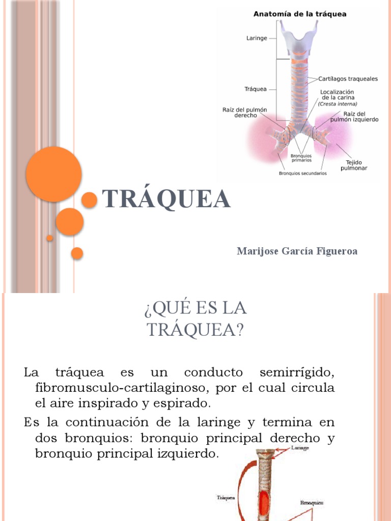 TRÁQUEA | PDF