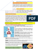 Sistema Respiratorio para Quinto Grado | PDF | Sistema respiratorio ...