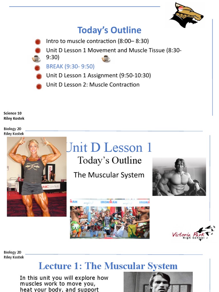 Muscle Contraction in Biology 20 | PDF | Skeletal Muscle | Muscle ...