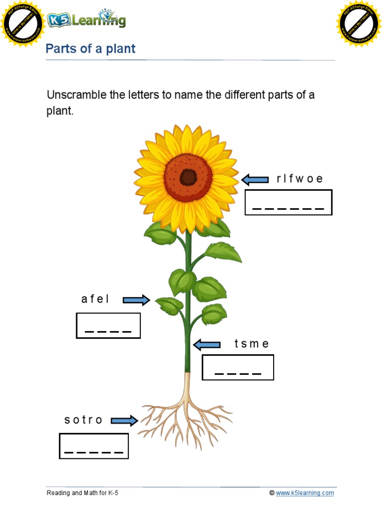 Grade 1 Plant Parts A | PDF