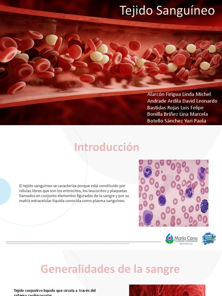 Tejido Sanguineo Morfo | PDF | Sangre | Anatomia animal