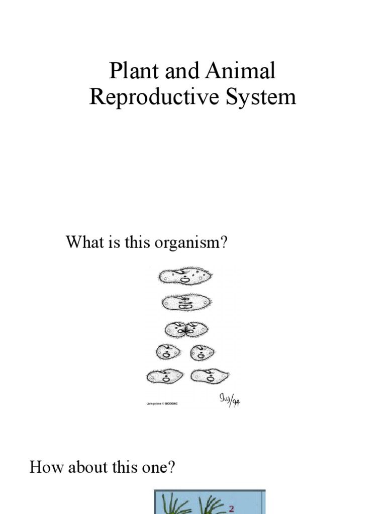 Plant and Animal Reproductive System | PDF | Sexual Reproduction ...