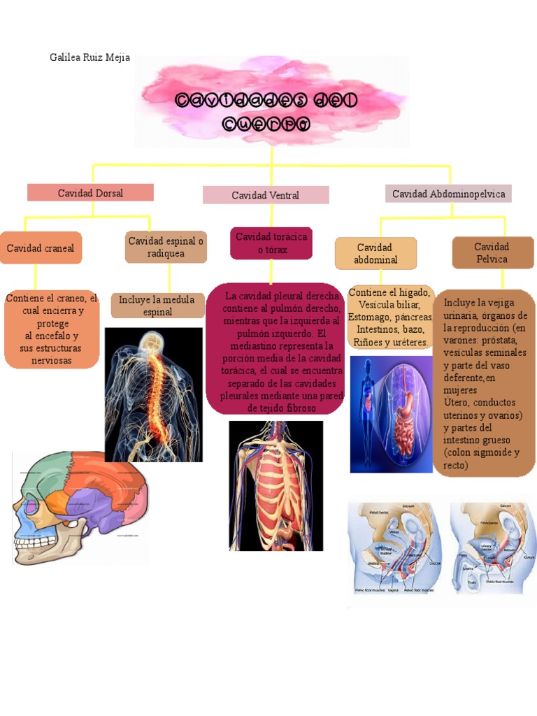 Cavidades y Planos del Cuerpo Humano | PDF | Anatomía | Abdomen