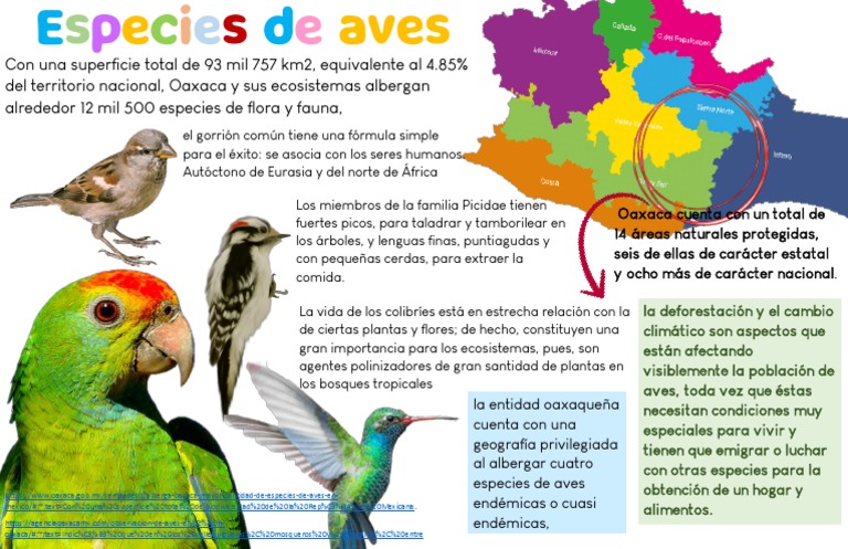 Infografia de Aves 1 | PDF | Aves | Biogeoquímica