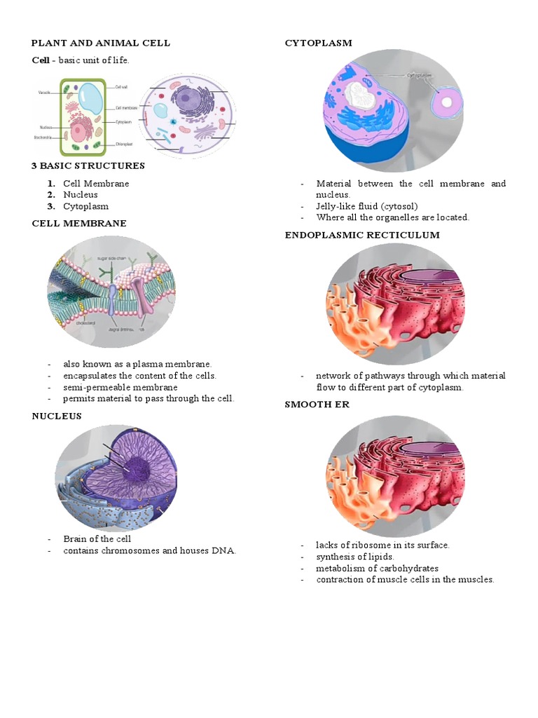 Plant and Animal Cell | PDF