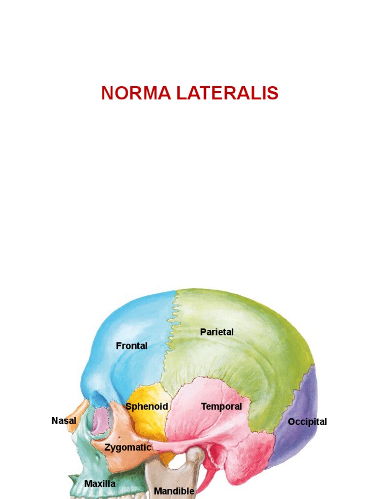 Norma Lateralis | PDF | Musculoskeletal System | Human Anatomy