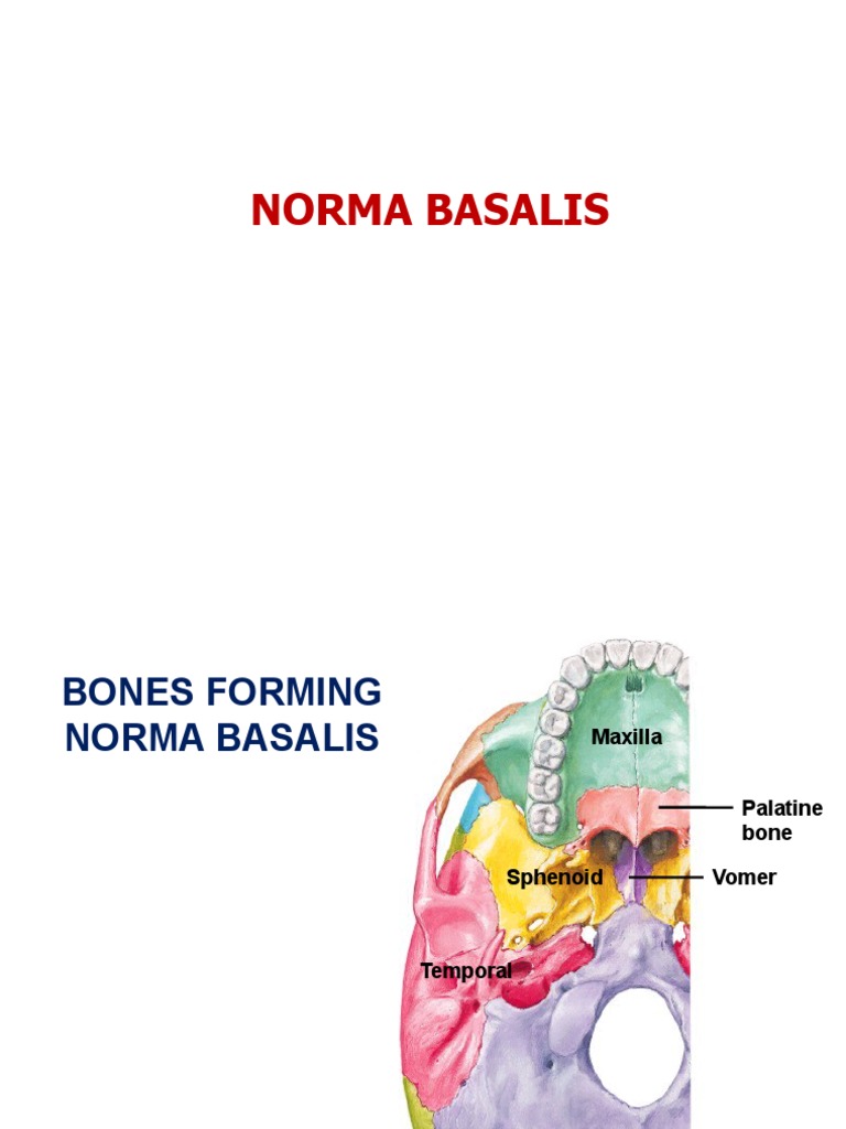 Norma Basalis | PDF | Human Head And Neck | Human Anatomy