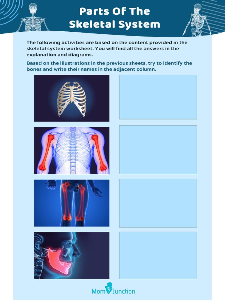 Parts of The Human Skeleton Worksheet | PDF