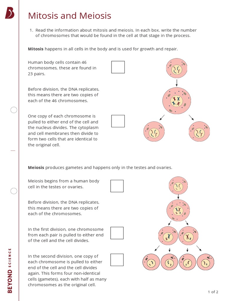 Mitosis and Meiosis | PDF