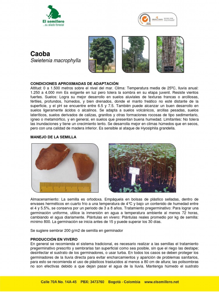 Uso de la caoba en silvicultura | PDF | Germinación | Madera