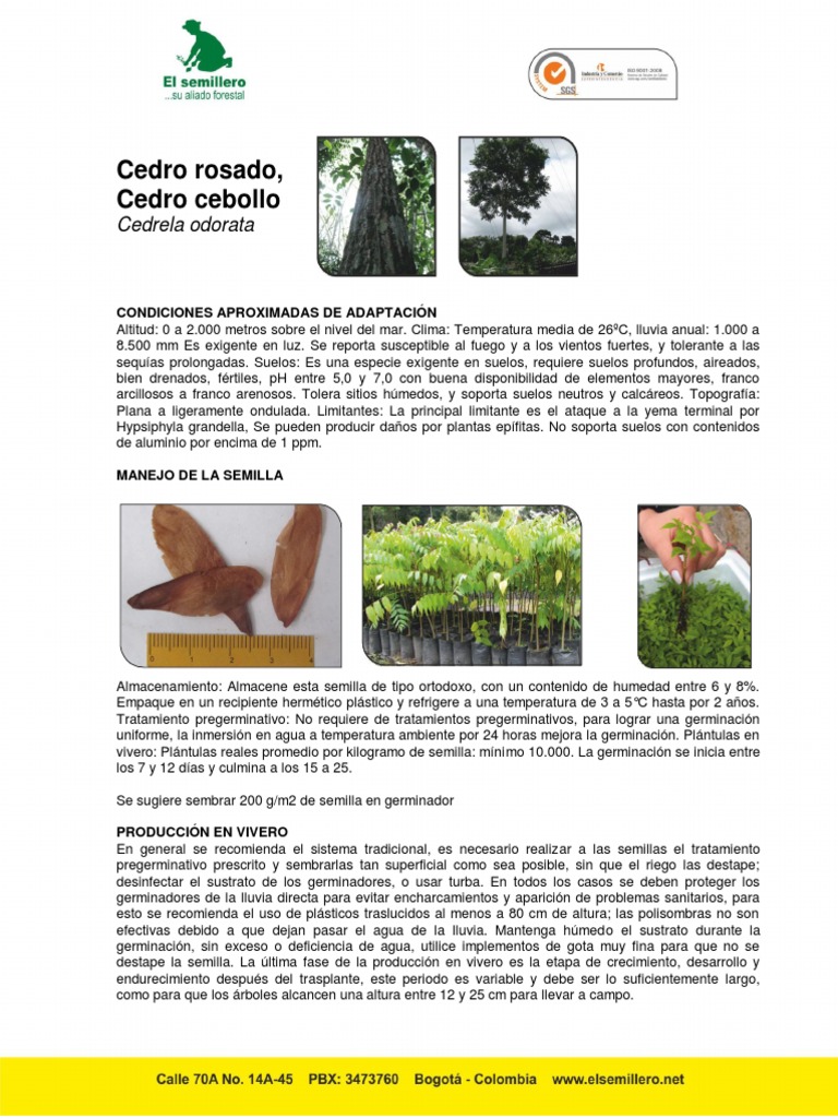 Cedro Rosado | PDF | Germinación | Semilla