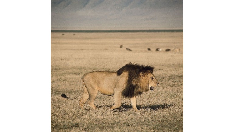Lion | PDF