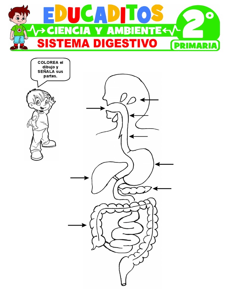 Sistema Digestivo para Segundo Grado de Primaria | PDF