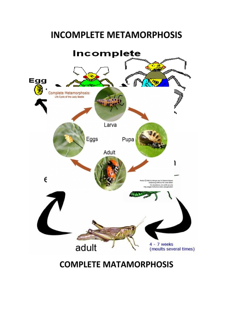 Complete and Incomplete Metamorphosis | PDF