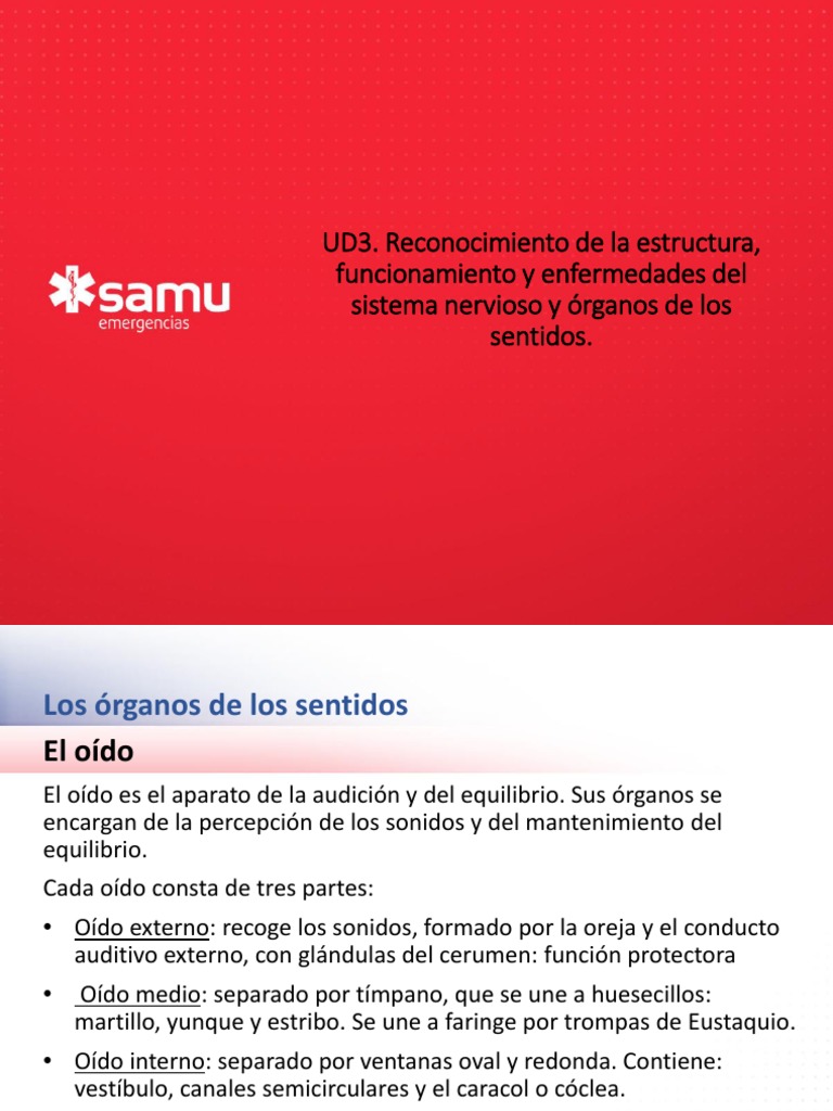 UD3. Parte 6 | PDF | Oído | Gusto