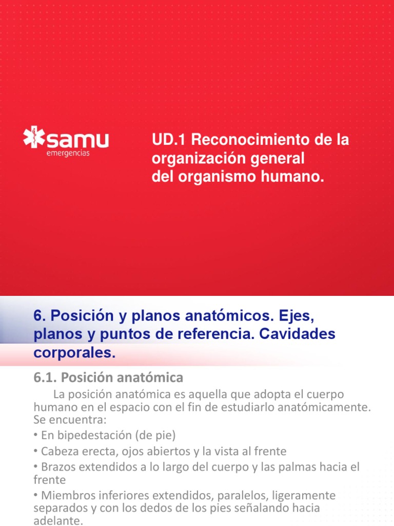 UD1. 5 Posicion Anatómica | PDF | Términos anatómicos de ubicación ...