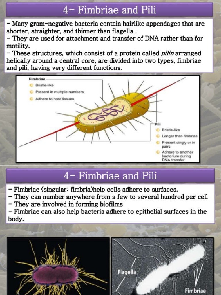 Pili and Fimbriae | PDF