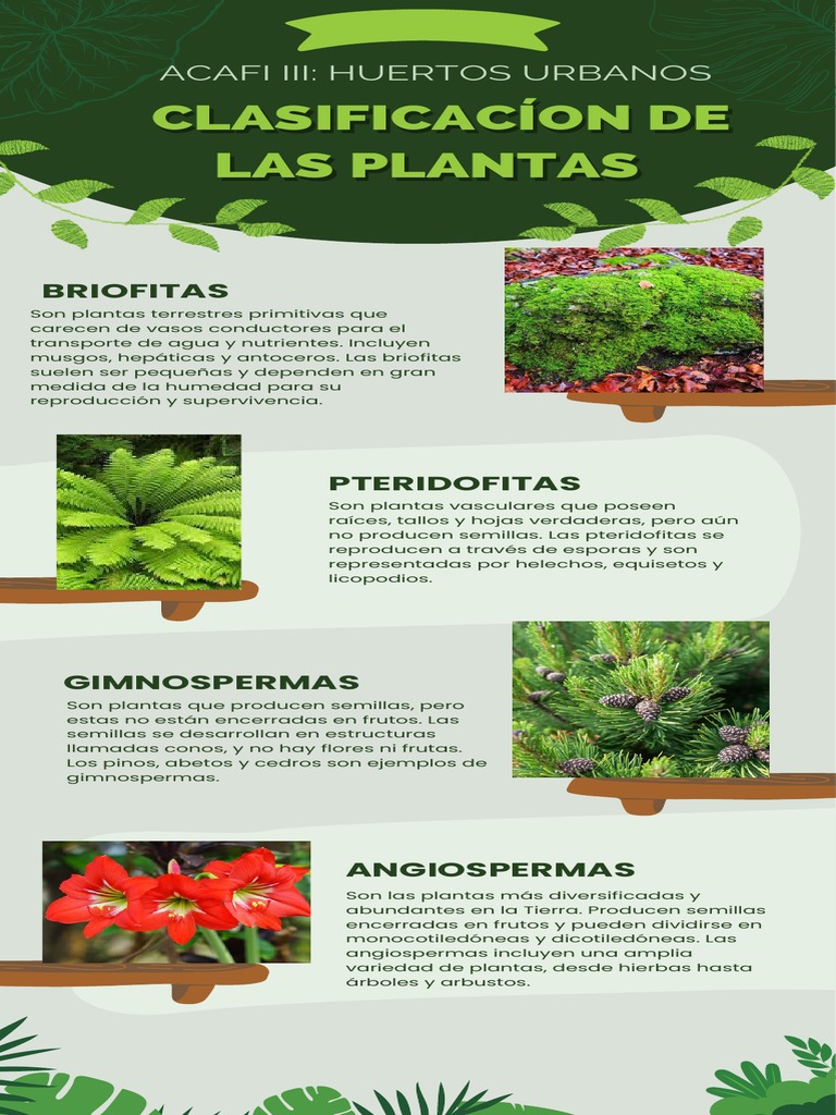 Clasificación de Las Plantas-Infografía | PDF | Hogar, jardinería y ...
