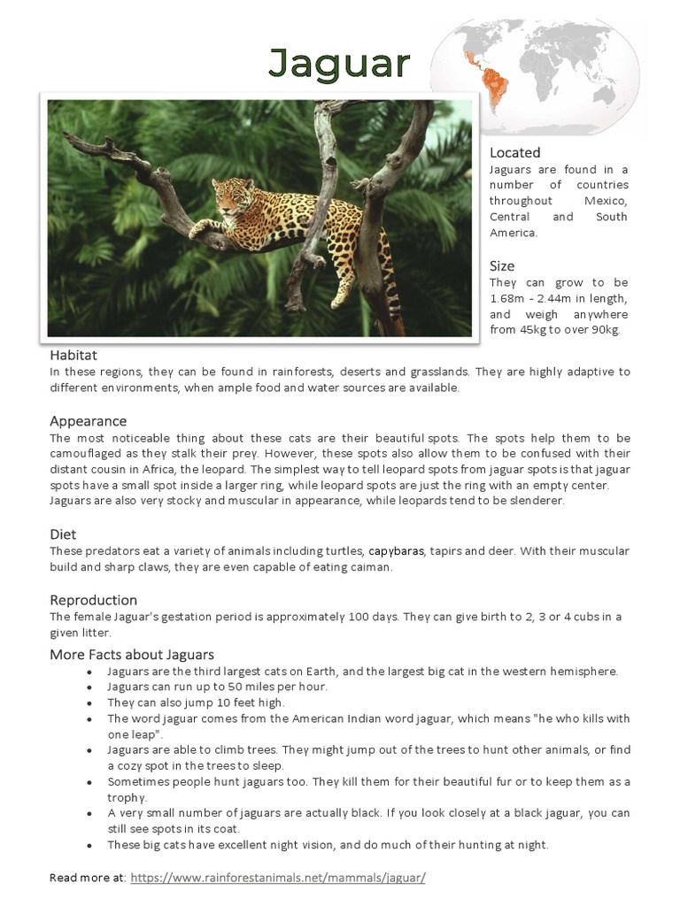 Jaguar | PDF | Jaguar | Leopard