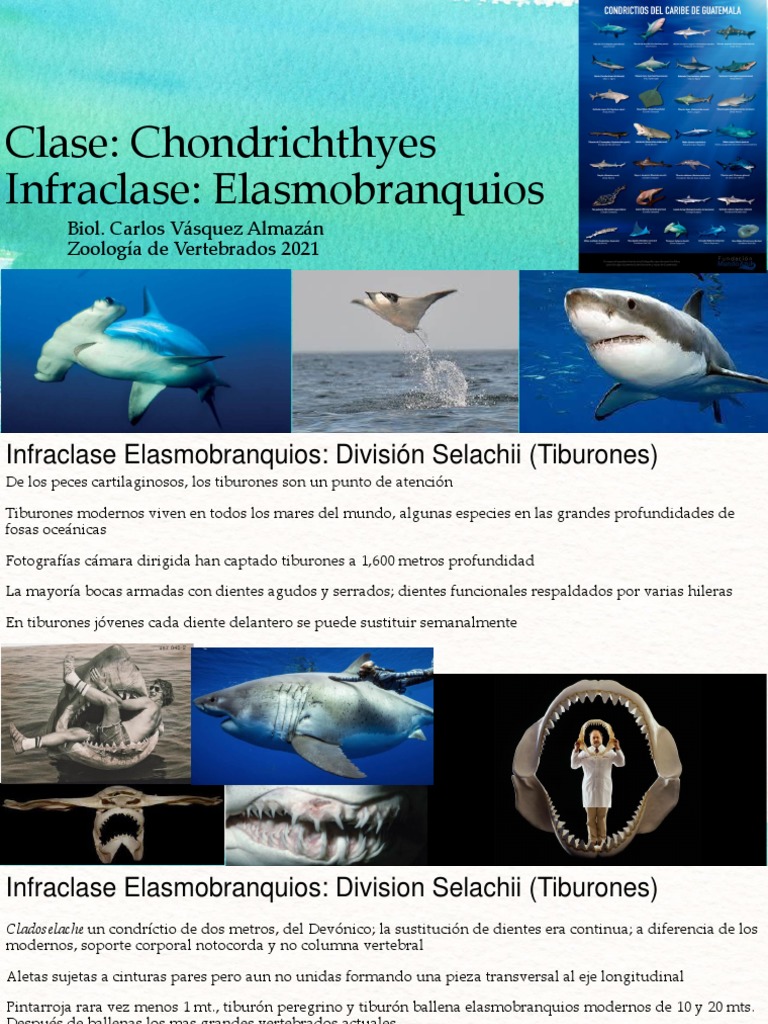 Clase 6 Gnatostomados Elasmobranquios | PDF | Gran tiburón blanco ...