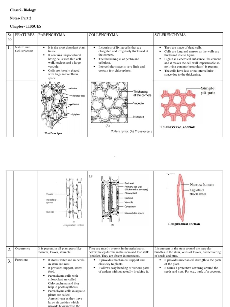 Notes - Chapter Tissues-2 | PDF | Tissue (Biology) | Plant Stem