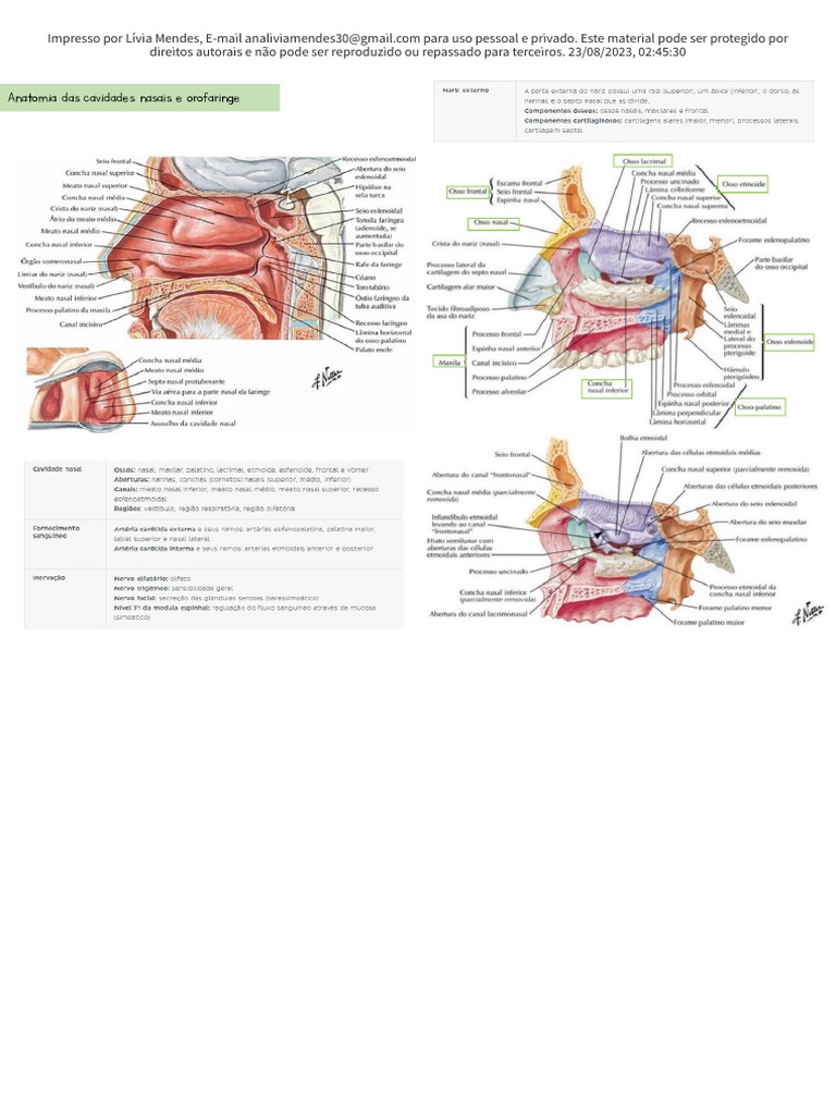 Cavidades Nasais e Orofaringe Resumo | PDF