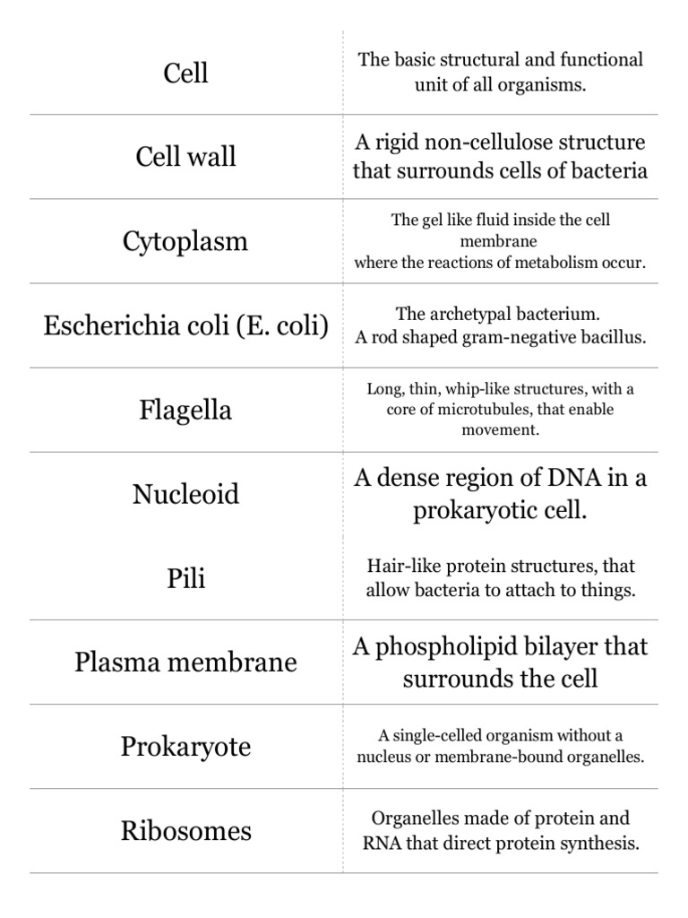 Prokaryote Flashcards | PDF