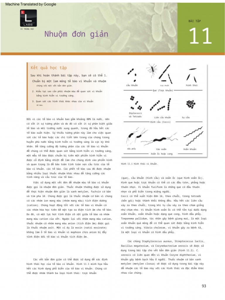 Part 4 Experiment 1 - Simple Stain | PDF